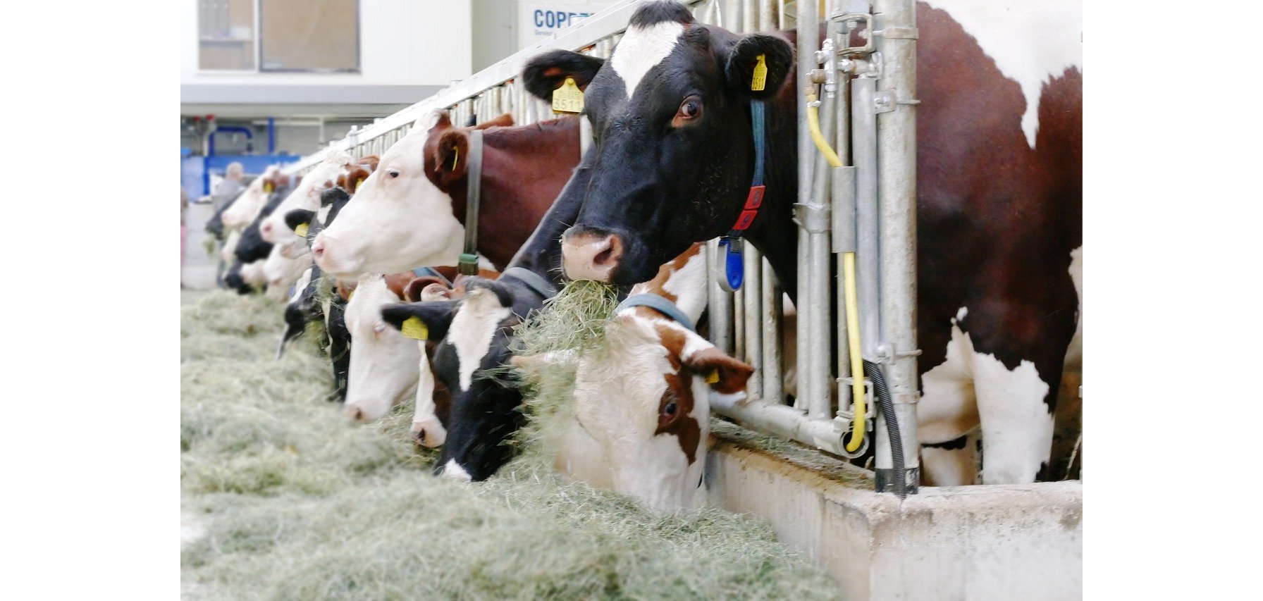 Blauzungenkrankheit (BTV-3): Informationen zur Seuchenlage und Impfung ...